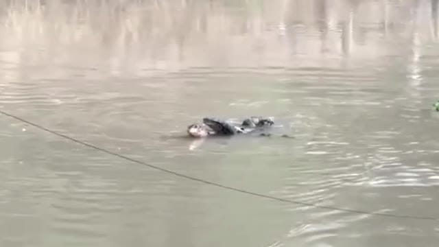 Monitor lizard couple hugs each other in canal