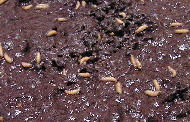 A parasitic fly may have reached Texas. Is there any risk in Michigan?