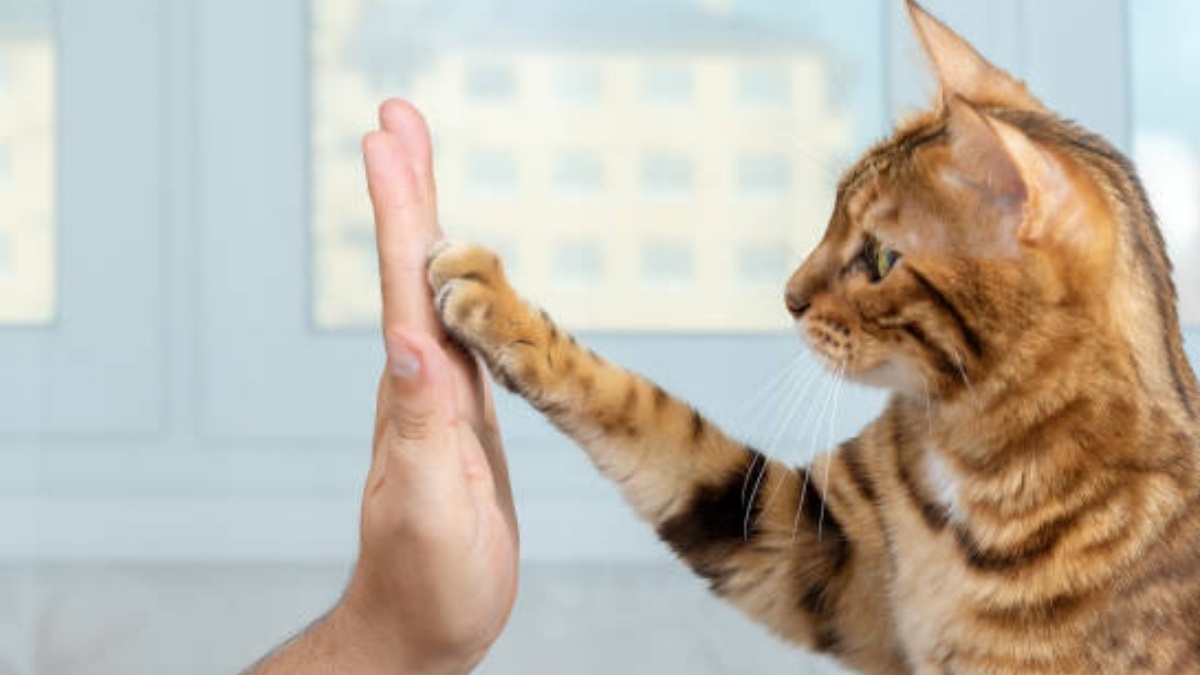 13 little things that will make your cat fall in love with you (even if ...