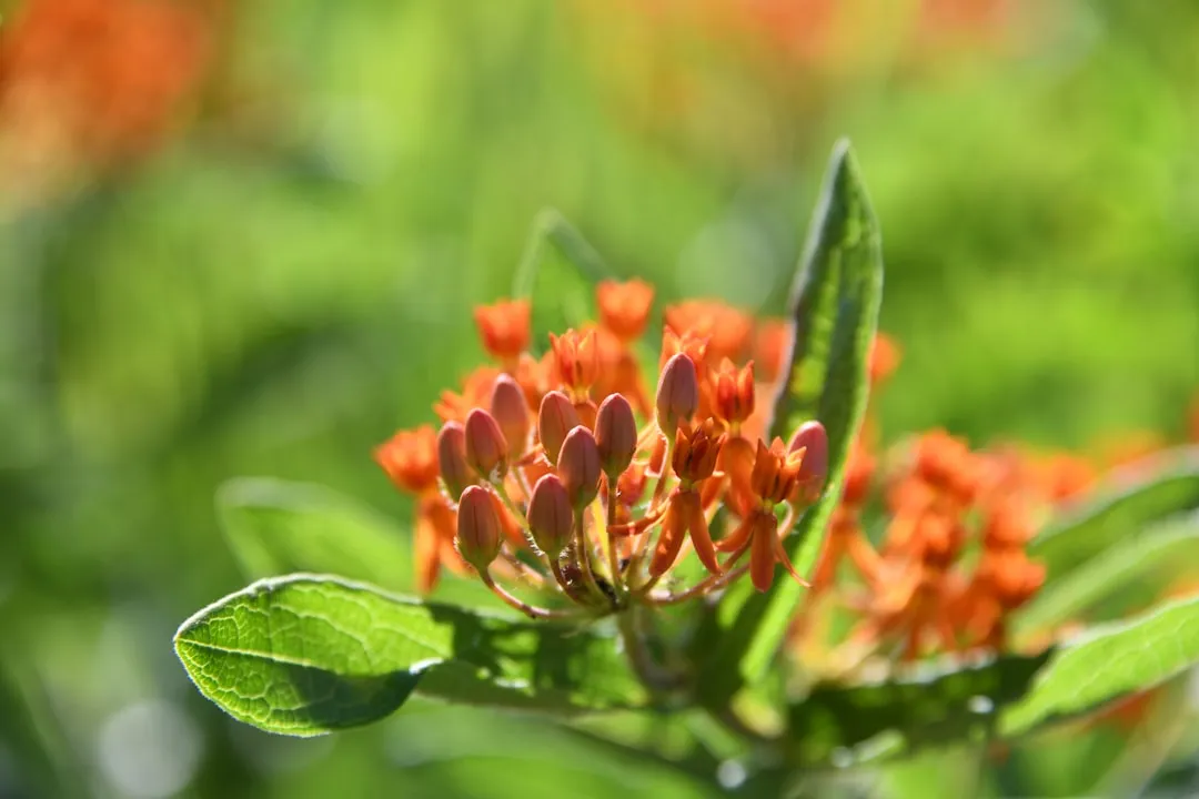 7 vibrant native flowers that will bring hundreds of monarchs to your yard