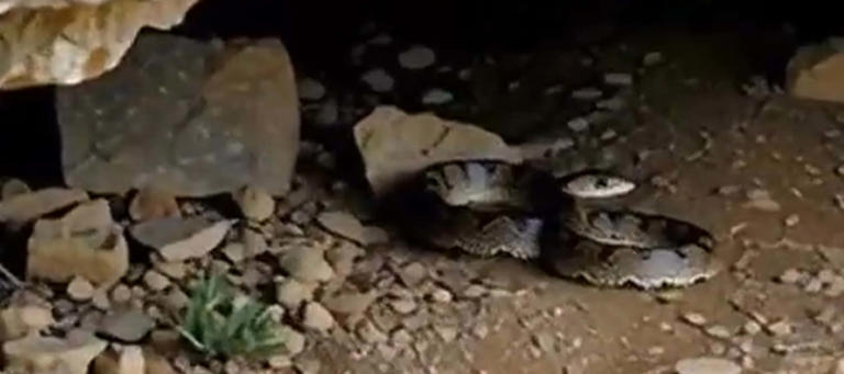 DNA Uncovers 5 Species Hiding in 1 Himalayan Pit Viper Name