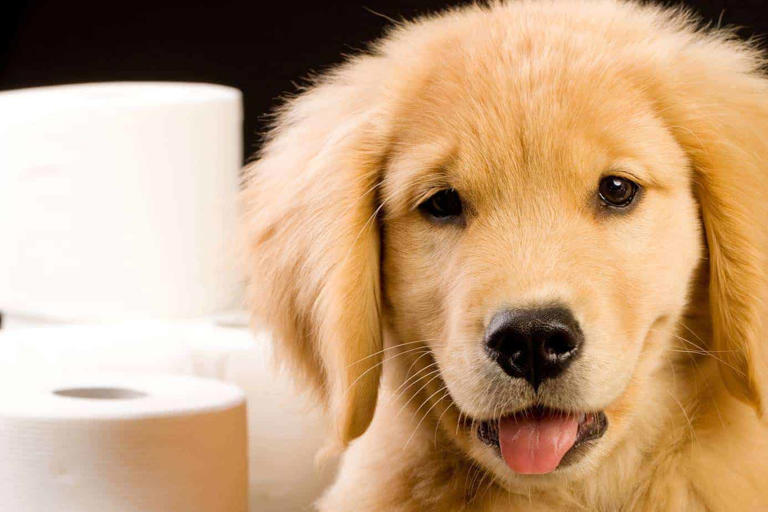 Reduce puppy potty training stress with 7 game-changing tips