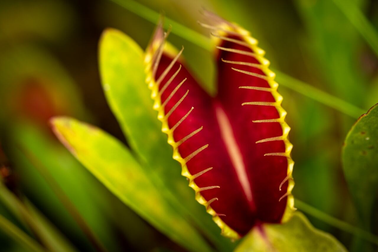 Flytrap Frolic returns to Wilmington this weekend