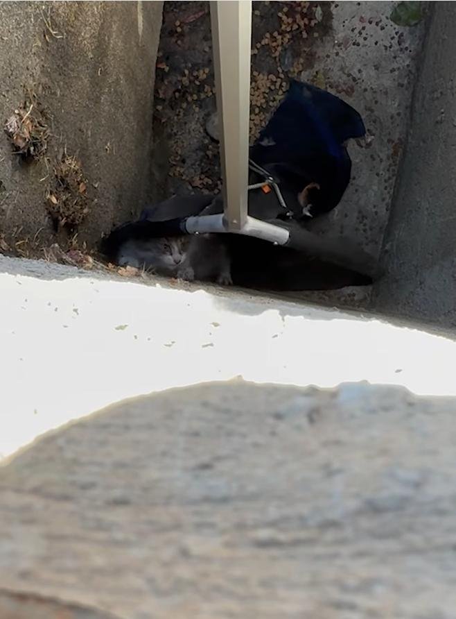 Watch: Tiny kitten rescued from California storm drain