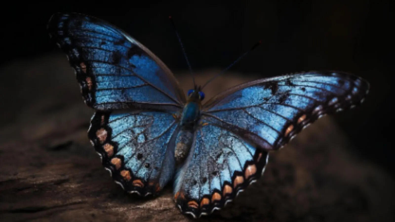 Scientists reveal genetic secrets