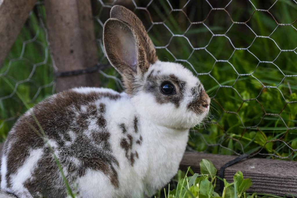 9 easy rabbit-proofing hacks you’ll wish you tried sooner