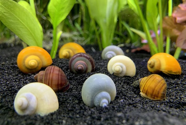 10 top aquarium pets that aren't fish