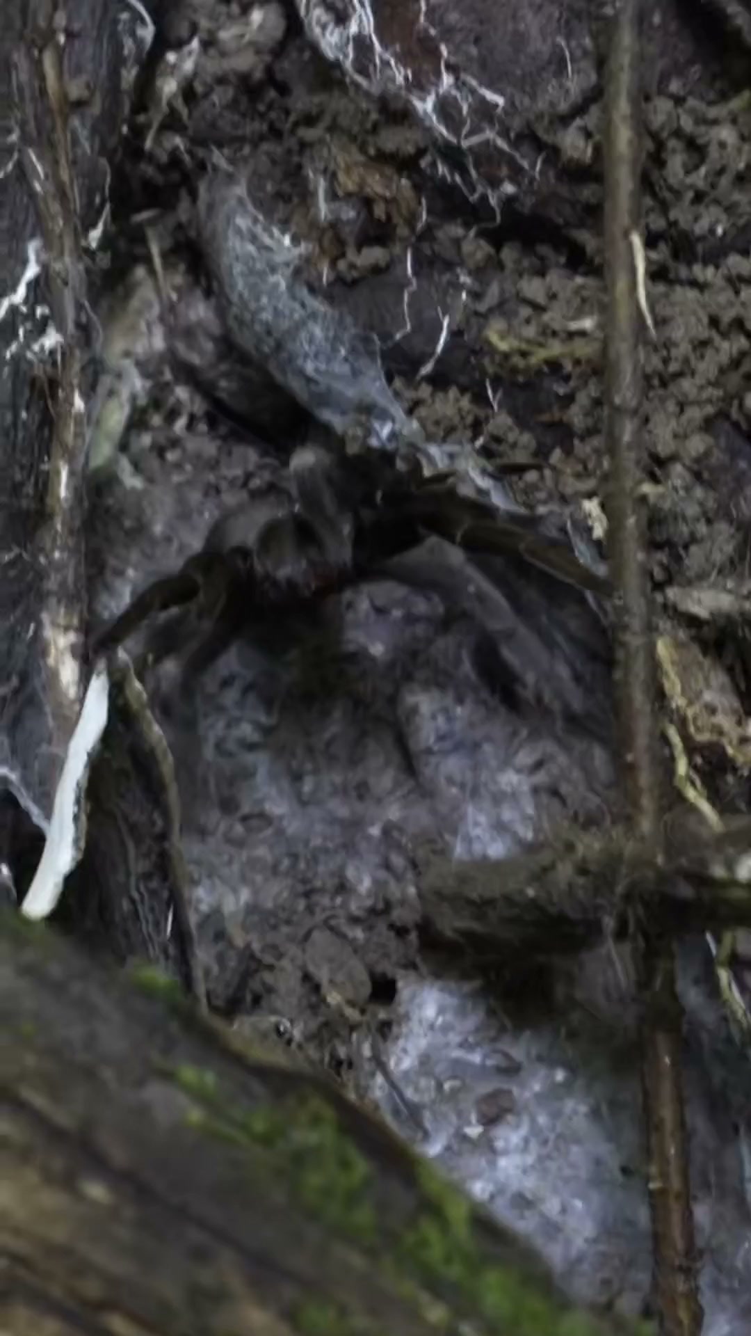 I encountered Australia's largest spider!