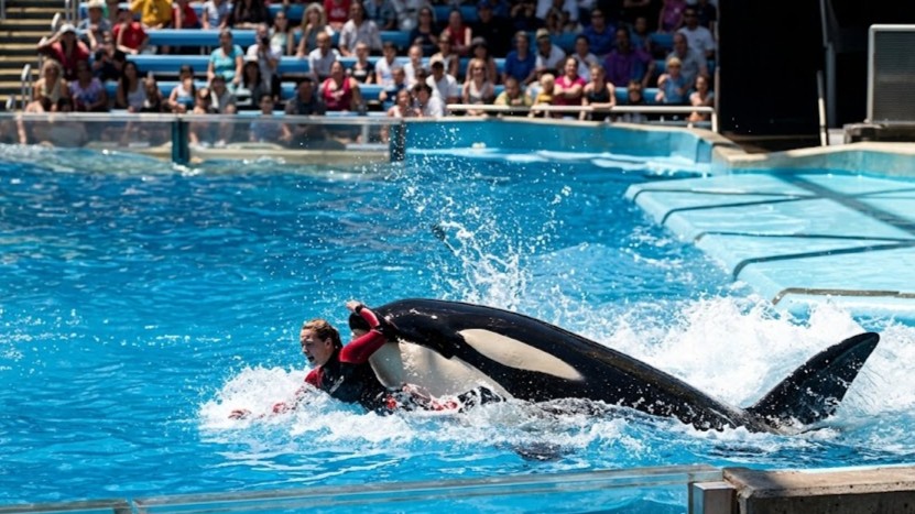 An 12,000-Pound Orca Attacked Her In Front Of Hundreds - And The ...