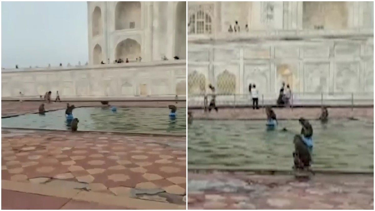 Monkeys turn Taj Mahal water tank into their own swimming pool in Agra ...