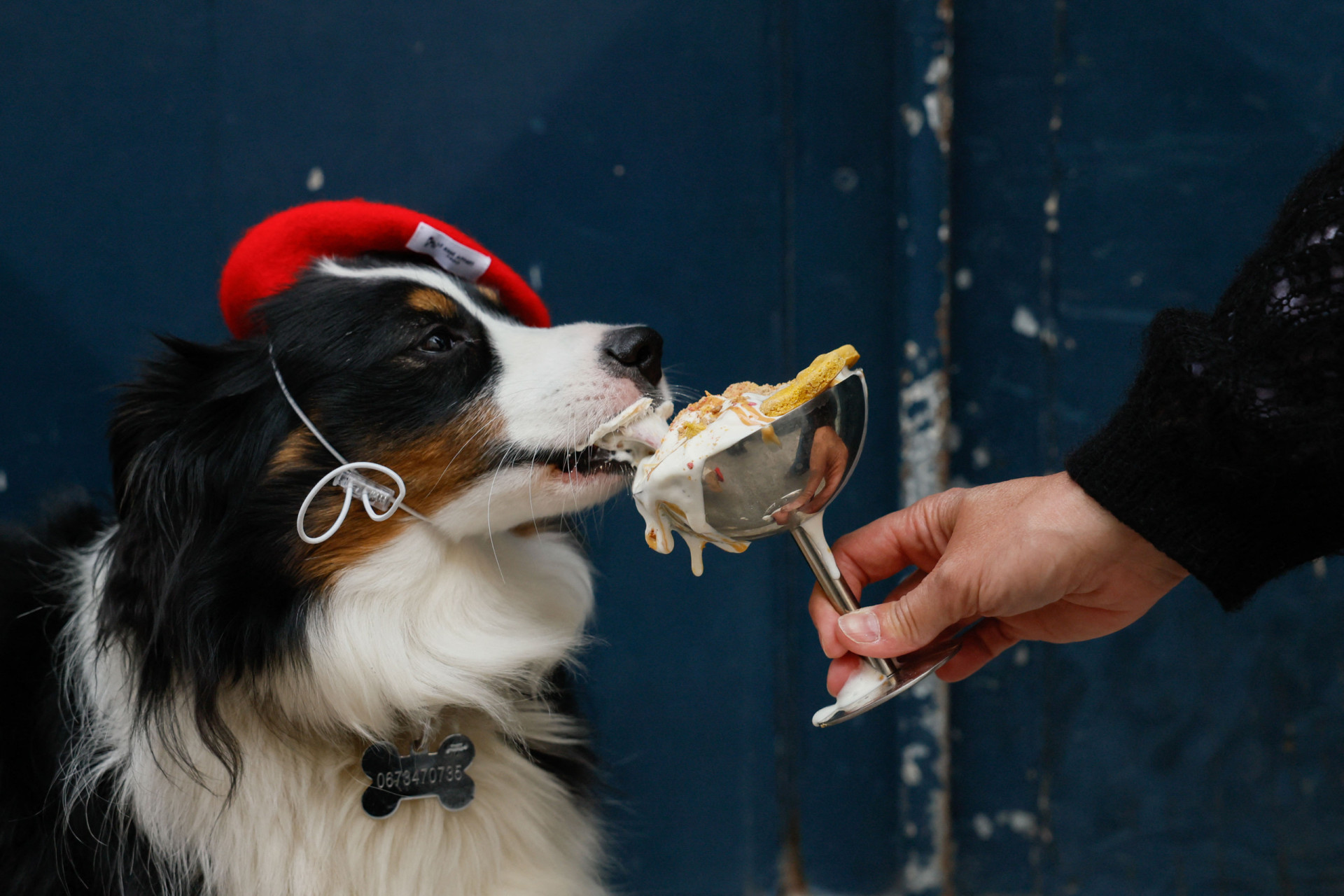 Foods that are poisonous to dogs