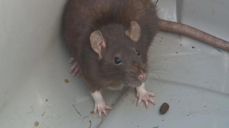 Steelton siblings accused of keeping hundreds of 'street rats' inside ...