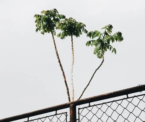 Who owns the tree? 6 property line myths that lead to bitter neighbor ...