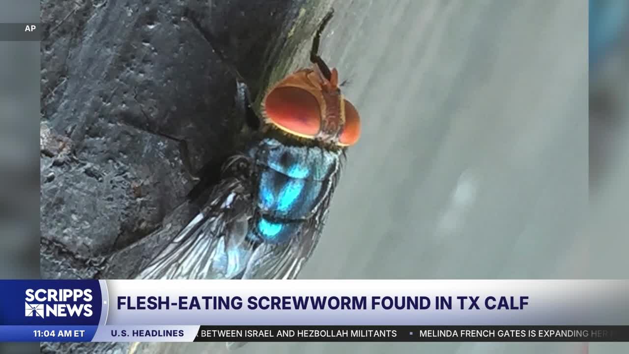 Screwworm fly detected in Texas decades after cattle threat was ...
