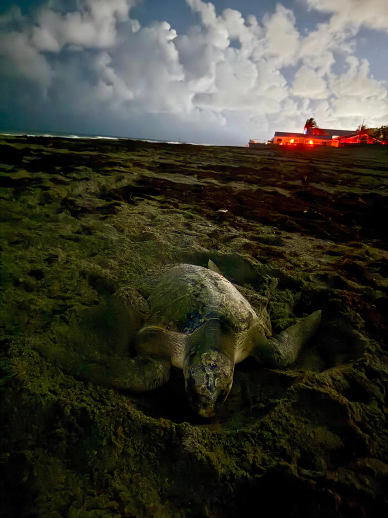Rare olive ridley sea turtle nest on Florida beach. What to know