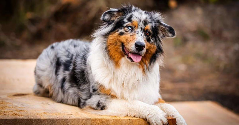 Dog missing for days after 'serious' crash is finally rescued & back ...