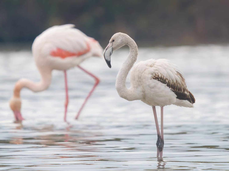 24,000 flamingos are wintering in Venice. Will they stay?
