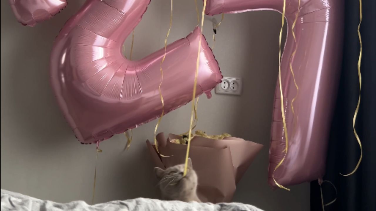 Curious cat grabs a balloon with her mouth and walks away unbothered