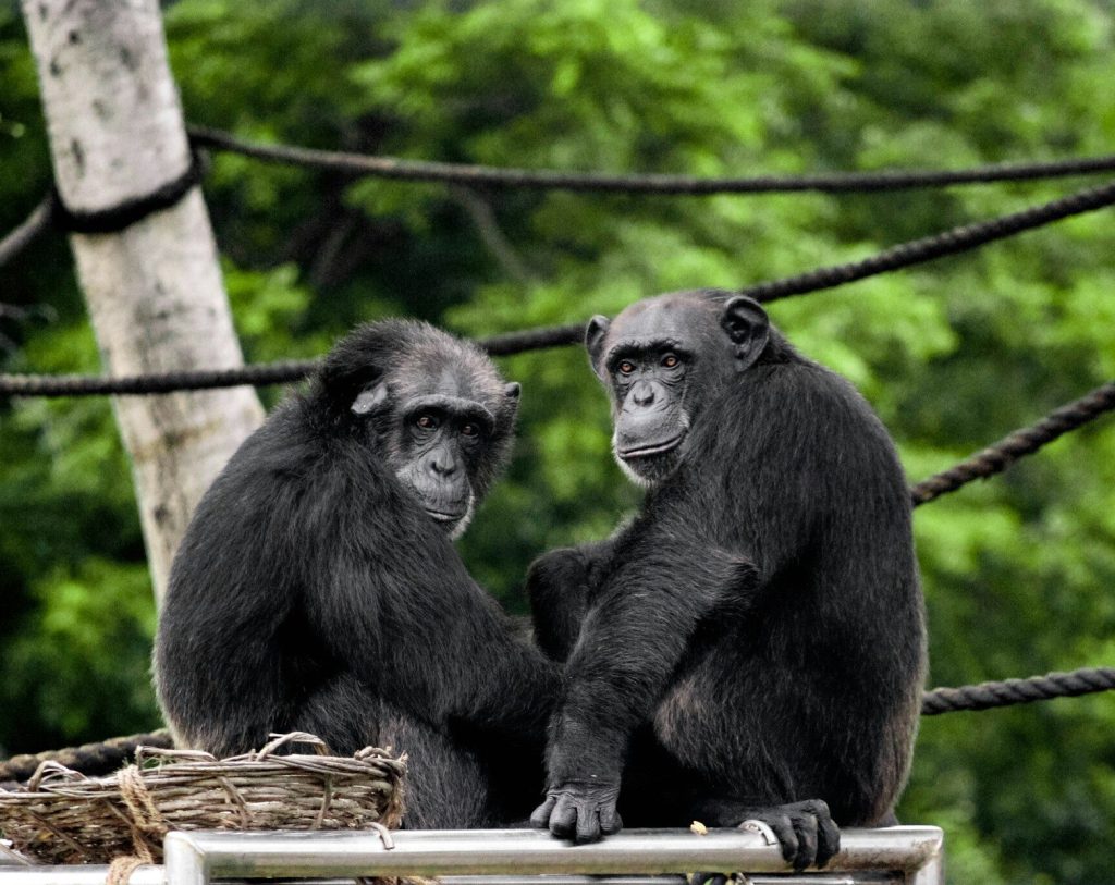 What happens when a chimpanzee snaps
