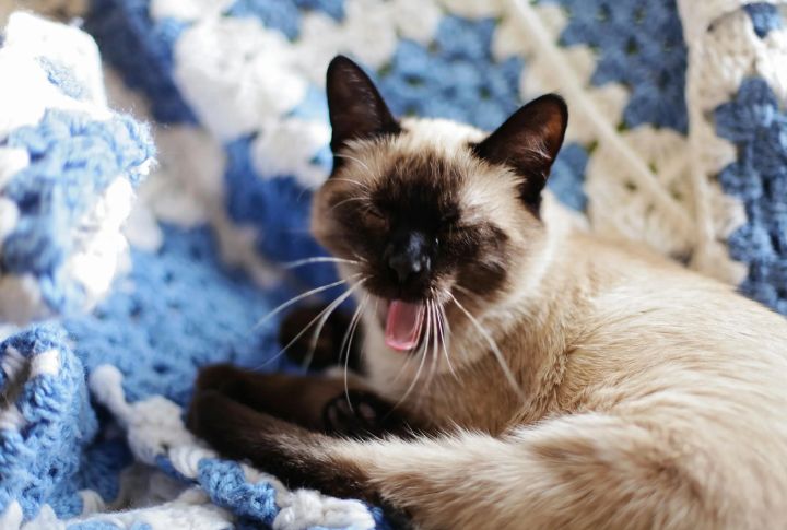 10 things that set Siamese cats apart