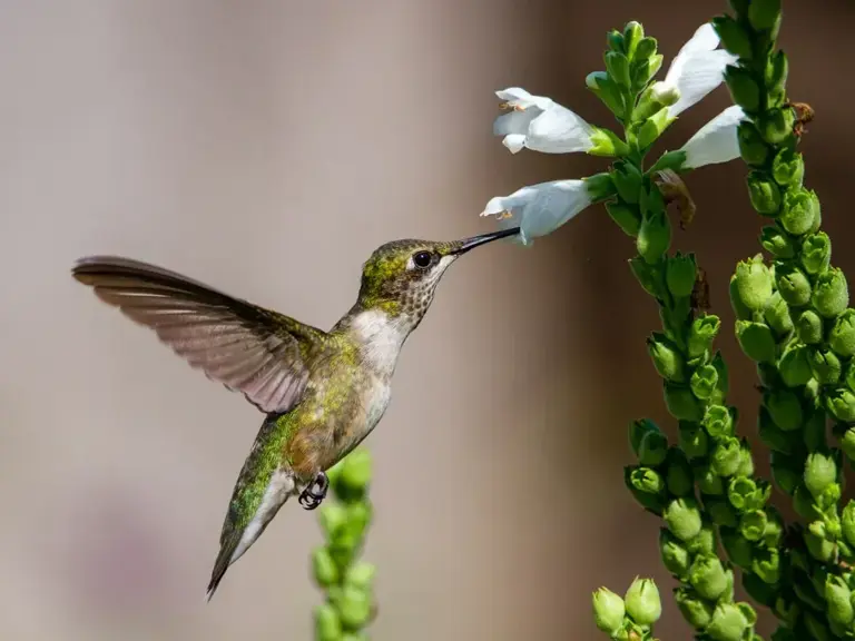 5 hummingbird feeding mistakes driving birds away that should alarm ...