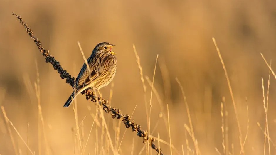 5 backyard birds vanishing from America at a rate that should alarm ...