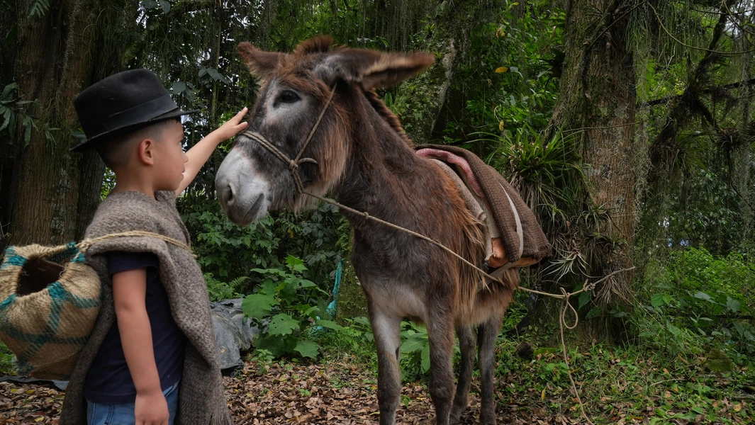 10 reasons donkeys make exceptional companions