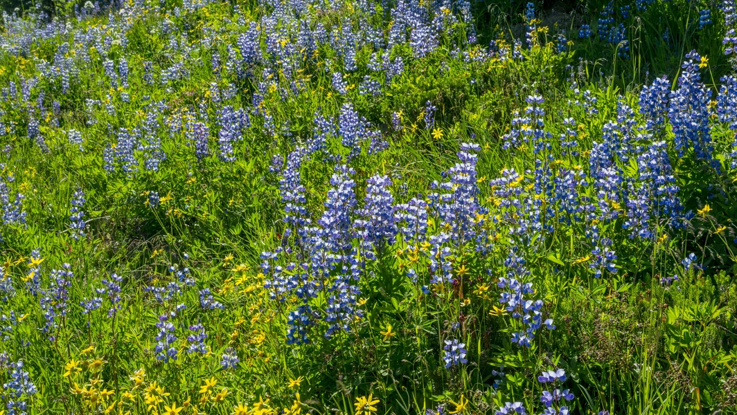 8 flowers that naturally improve soil health