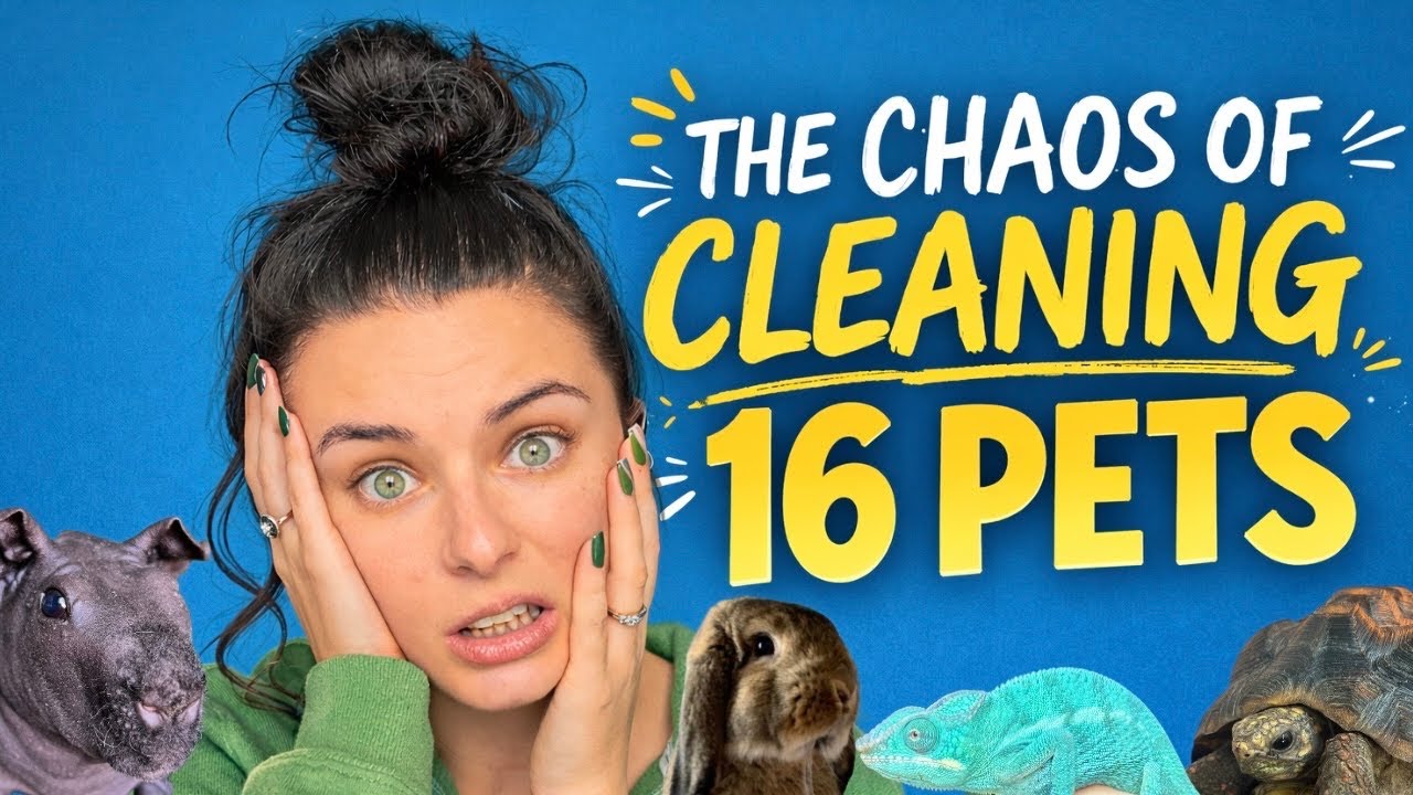 The wild chaos of cleaning 16 pets
