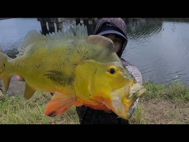 Big peacock bass attacks lure in clear water