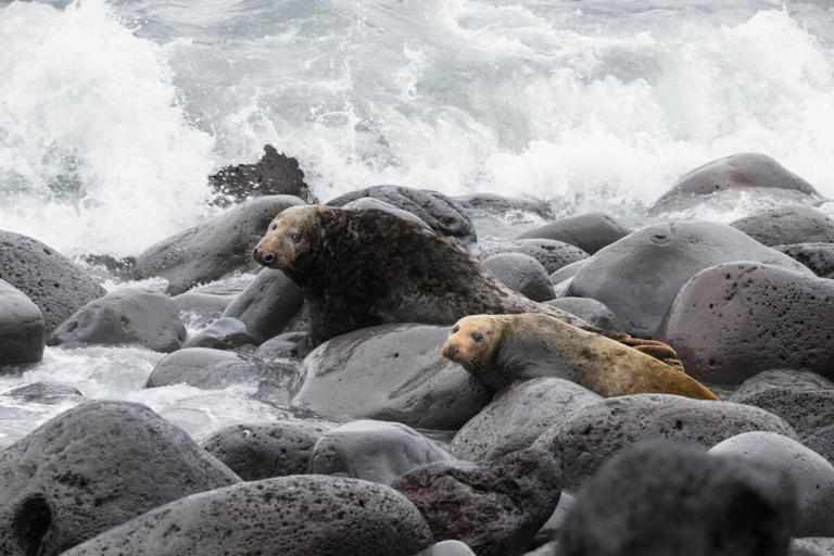 A volcanic island born from fire stayed nearly untouched since 1963 and ...