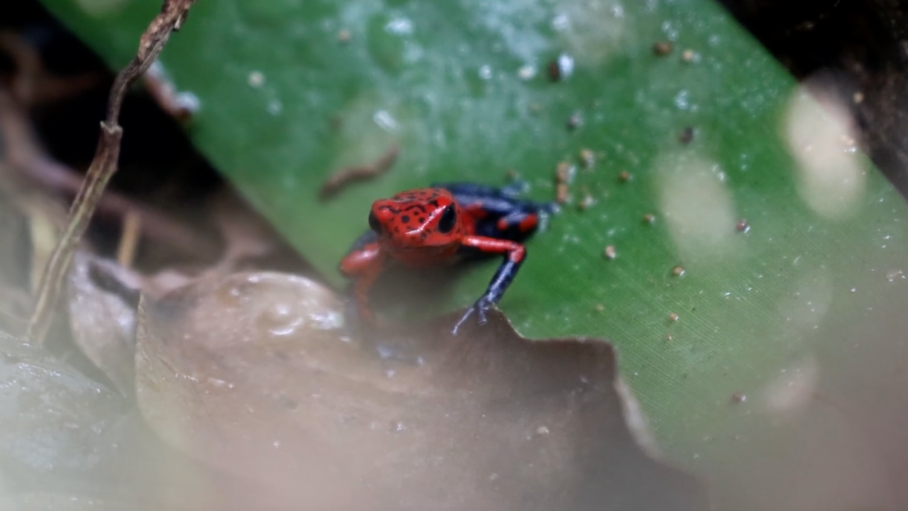 Coyote Peterson found poisonous frogs in the wild