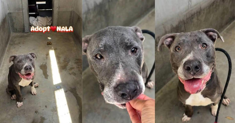 Senior shelter dog smiles from her gray kennel, like she's still ...