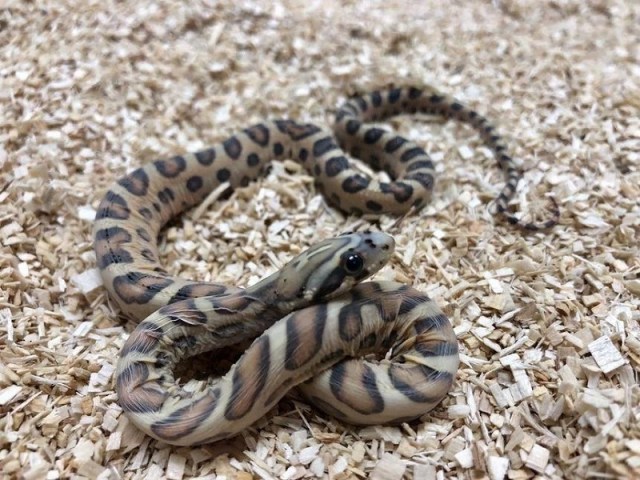 Rare mutation creates scaleless snakes, sparking ethics concerns