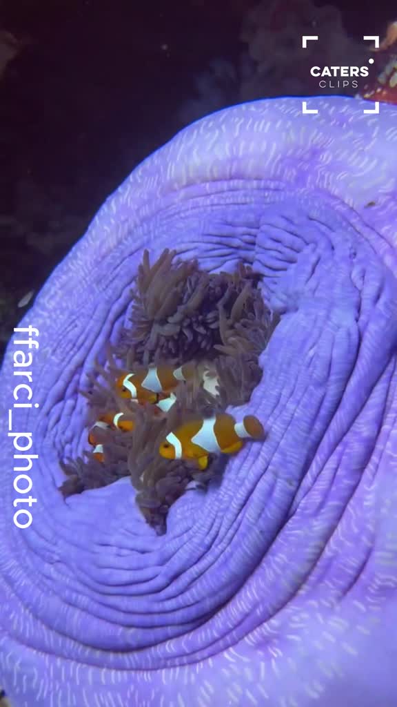 Photographer gets rare look at clownfish family