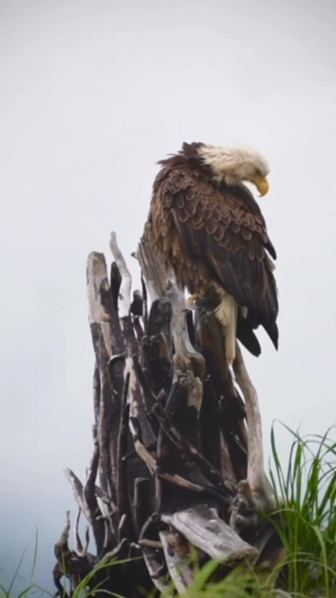 Bald eagle grooming: Capturing a moment of stillness