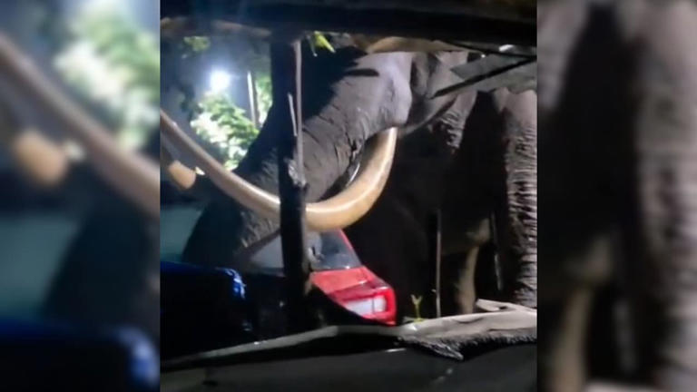 Video: Rogue elephant 'Padayappa' strikes again in Kerala, damages car
