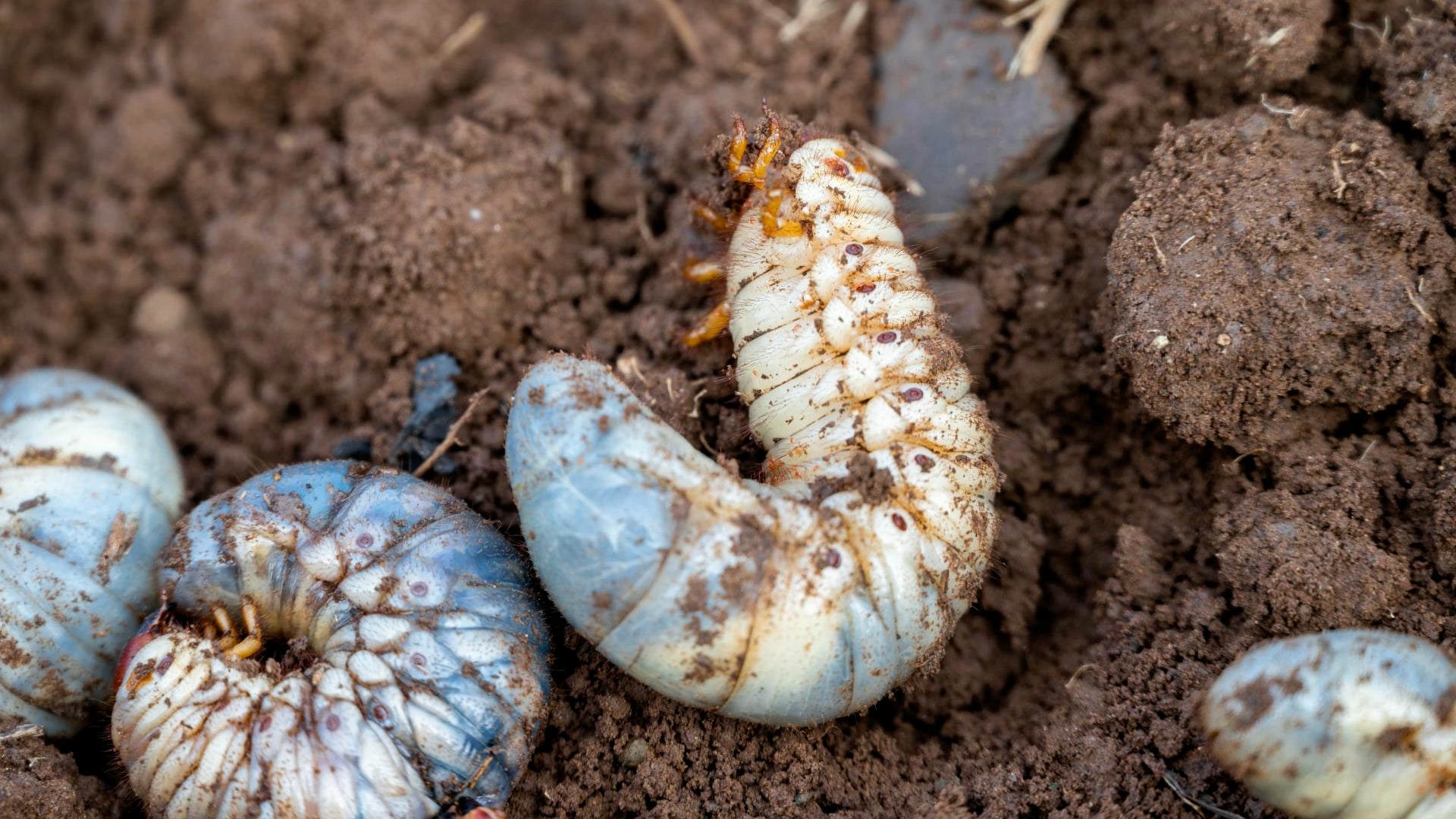 Flesh-eating screwworm found in Texas cattle: Explaining the 2026 outbreak