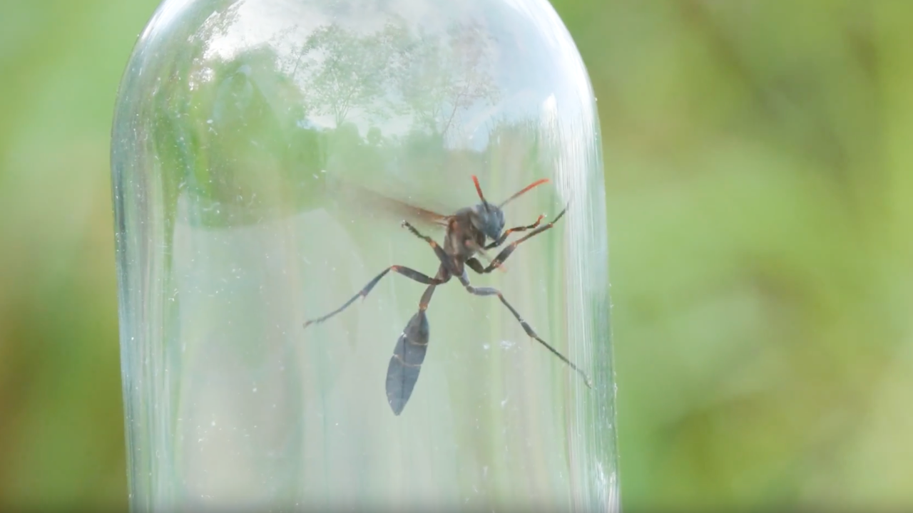 Mark Vins gets stung by a jungle mud wasp