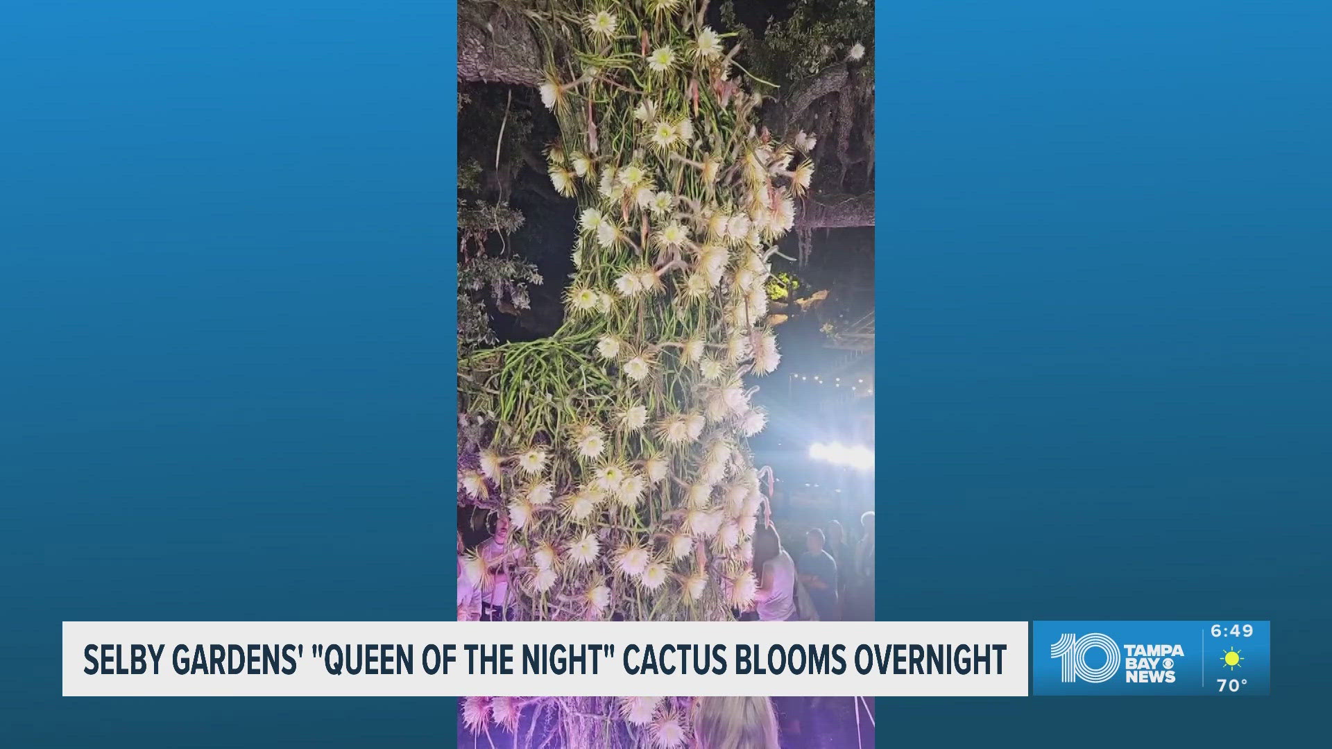 Selby Gardens' Queen of the Night cactus blooms overnight