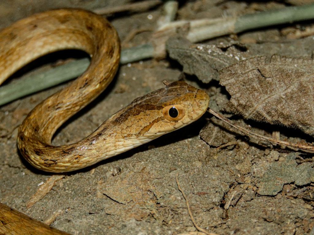 Scientists discovered a giant ancient snake that may have rivaled Titanoboa