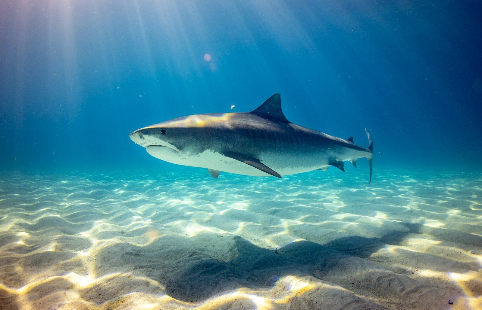 6 fascinating creatures you’re unlikely to find in zoos