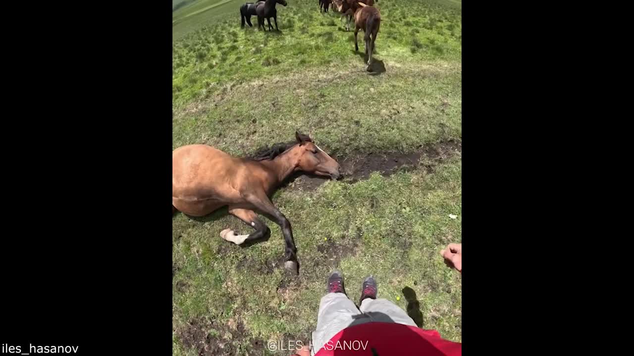 Hero steps in to save horse