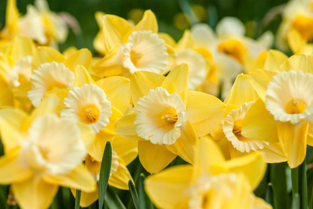 10 surprisingly simple flower hacks that make gardens look amazing