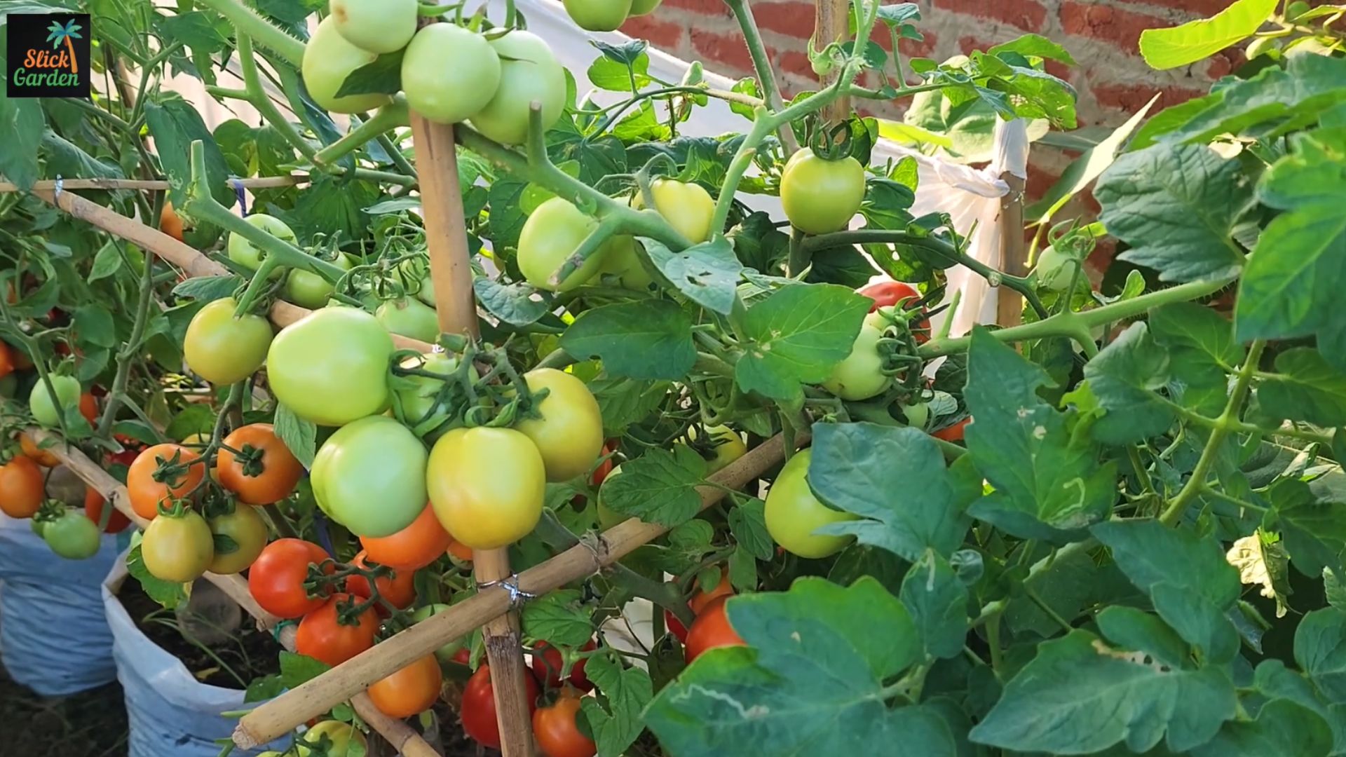 Simple homemade tomato fertilizer: Boost growth and harvest more tomatoes