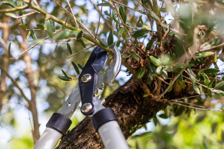 How to grow a fig tree in your garden for bigger harvests and sweeter fruit