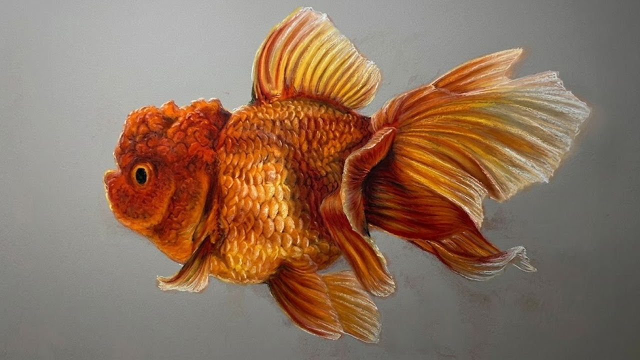 How to draw cute goldfish | Soft pastel coloring & blending tutorial