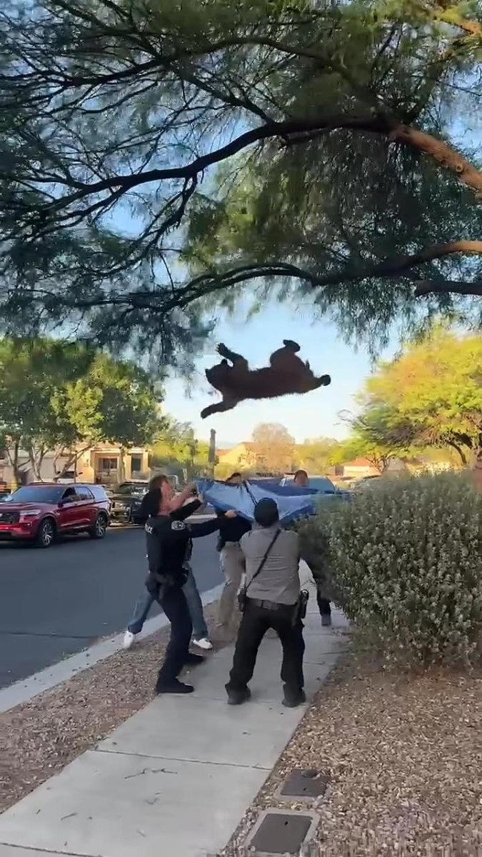 Watch: Police use tarp to catch bear falling from tree in Arizona