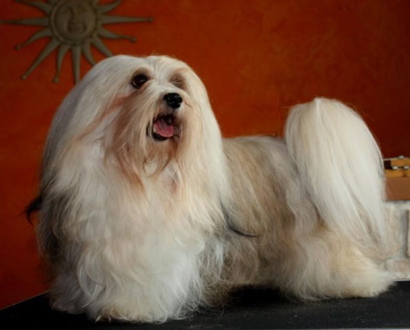 13 dogs that seem determined to comfort you the moment your mood changes