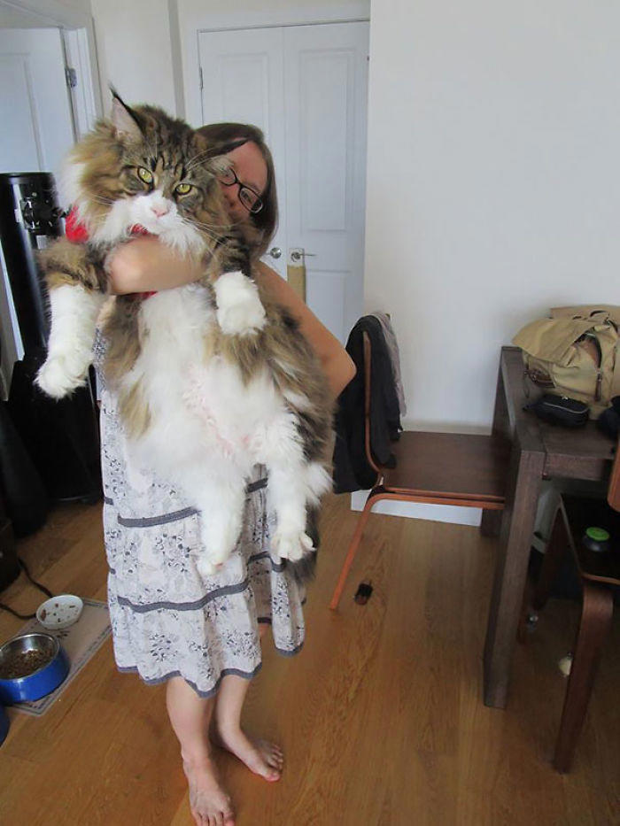 51 massive Maine Coon cats known for being huge softies